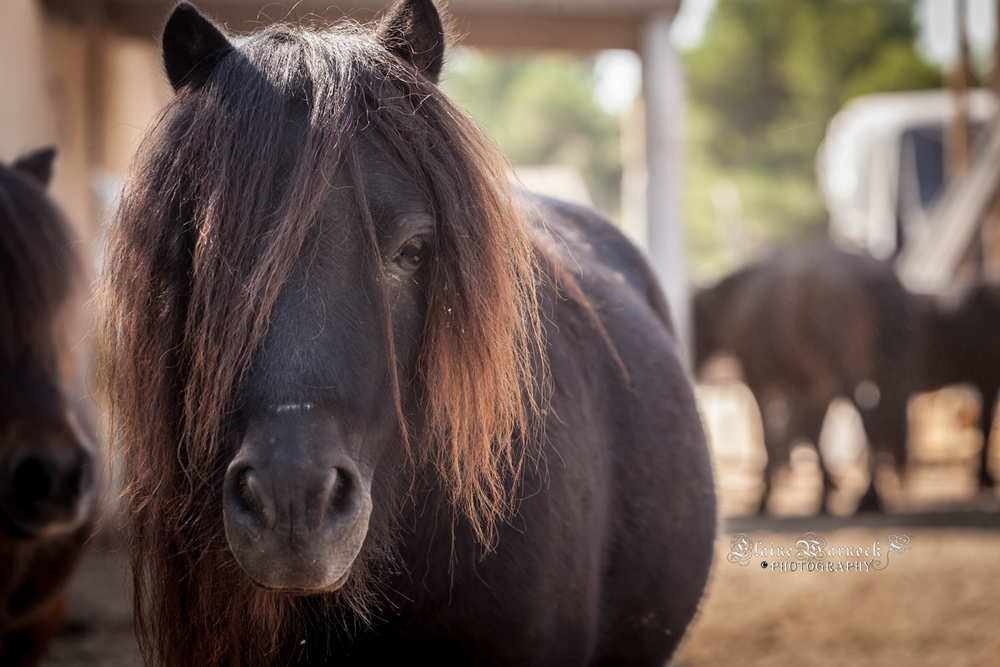 Duke - Easy Horse Care Rescue Centre