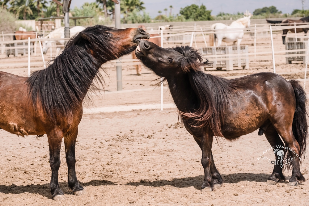Duke - Easy Horse Care Rescue Centre